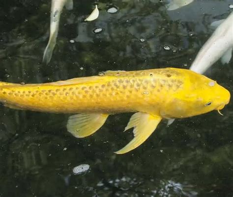How To Treat Fin Rot In Koi Fish Safe Treatments Pond Informer