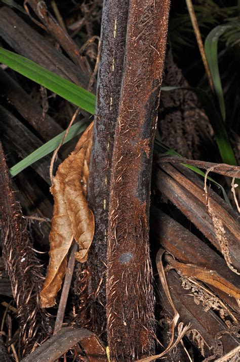 Cyathea Medullaris Cyatheaceae Image 150439 At PhytoImages Siu Edu