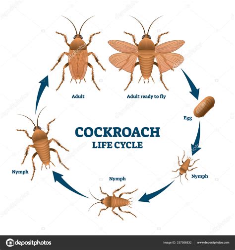 Stink Bug Life Cycle Diagram Figeater Beetle Brown Marmorated Stink
