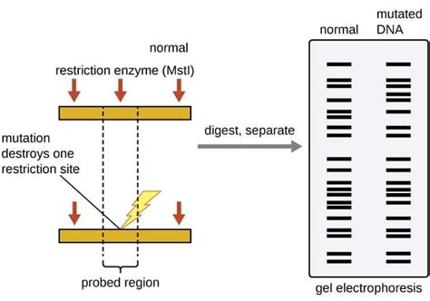 Hanaa Fayed On Linkedin Restriction Fragment Length Polymorphism Rflp