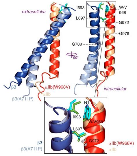 Structural Research Of Integrin Adhesion Receptors Creative Biostructure