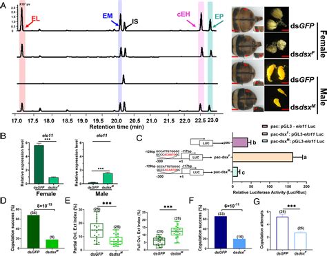 Female Semiochemicals Stimulate Male Courtship But Dampen Female Sexual Receptivity PNAS