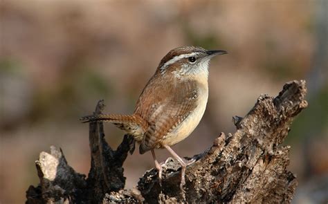 Out My Backdoor Carolina Wrens Nest In The Darndest Places