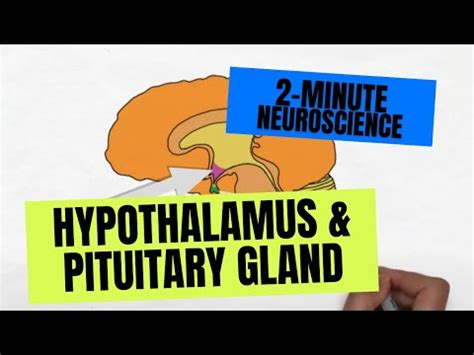 How Does The Hypothalamus Work With Reproductive System