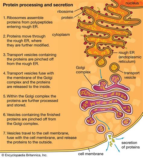 Rough Endoplasmic Reticulum Function Plant Cell