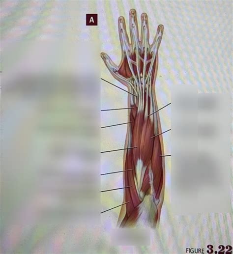 Posterior Forearm Superficial Diagram Quizlet Posterior Forearm Superficial Diagram Quizlet