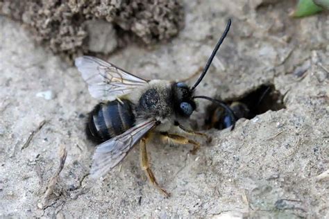 22 Types Of Ground Burrowing Bees Pictures Wildlife Informer