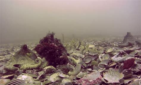 Octopus Communication Roffs