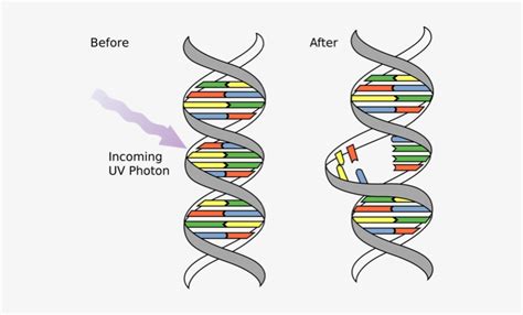 Dna Mutation Animation Dna Mutation Animation