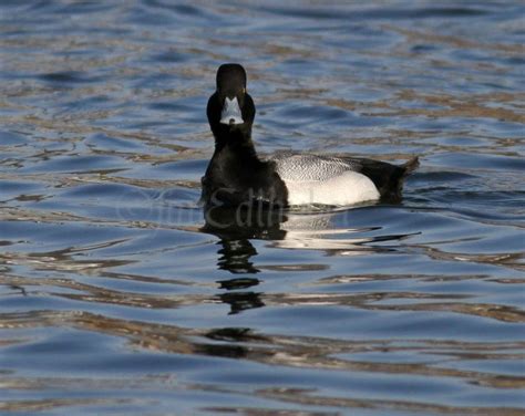 Lesser Scaup Window To Wildlife Photography By Jim Edlhuber