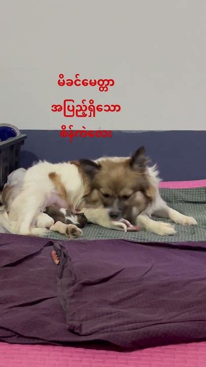 မိခင်မေတ္တာအပြည့်ရှိသော စိန်ကဲလေး 🥰 Youtube