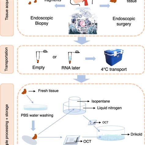 workflow of clinical samples collection and preparation download