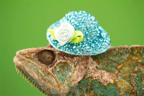 Oracle Suse And Ciq Launch The Open Enterprise Linux Association Amid Red Hat Controversy