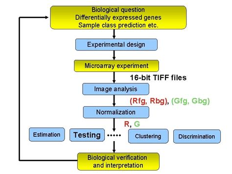 Statistics For Microarrays Multiple Hypothesis Testing Class Web