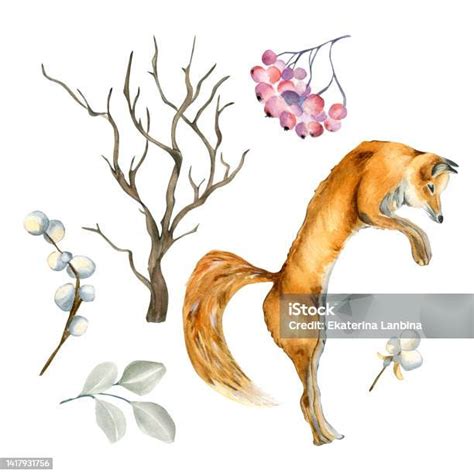 여우와 산림 식물 수채화 그림의 집합은 흰색에 고립되어 있습니다 다중 색상에 대한 스톡 벡터 아트 및 기타 이미지 다중 색상 수채화 크리스마스 Istock