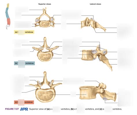 Vertabrae Internal Structures Diagram Quizlet