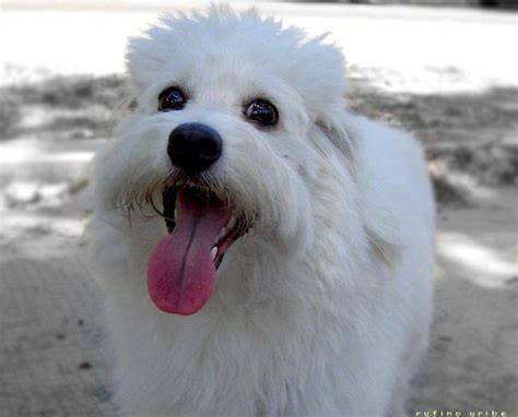 Tu Perro Y El Sexo Conductas Sexuales Impropias De Tu Mejor Amigo