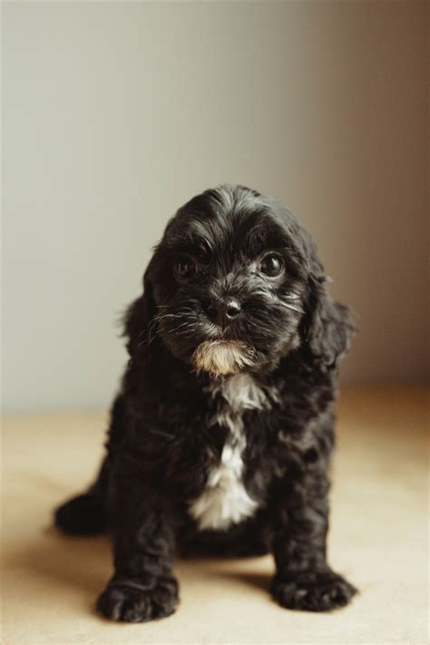 Black Cavapoo Very Cute Puppies Cavapoo Puppies Black Cavapoo