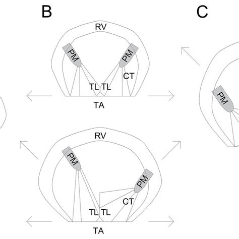 Schematic Representation Of The Physiological And Pathological Modes Of Download Scientific