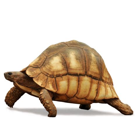Clipart Turtle Gopher Tortoise Clipart Turtle Gopher Tortoise