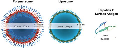 Polymersome Based Protein Drug Delivery Quo Vadis Chemical Society Reviews Rsc Publishing