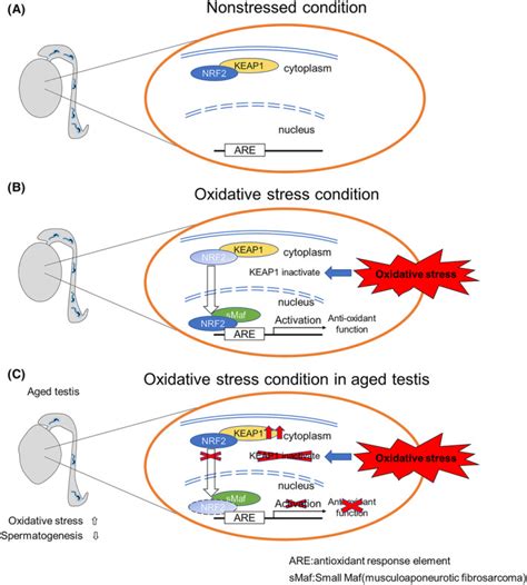Keap1 Nrf2 System Regulates Age‐related Spermatogenesis Dysfunction Pmc