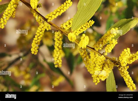 Coastal Wattle Acacia Lonolia Subsp Sophorae In Flower Australian Native Plant Stock