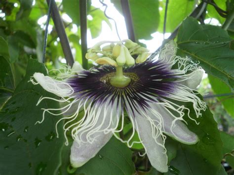 Forum Pruning Passionfruit
