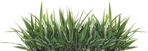 Explore Different Types Of Grass Turfgrass Guide Rubicon