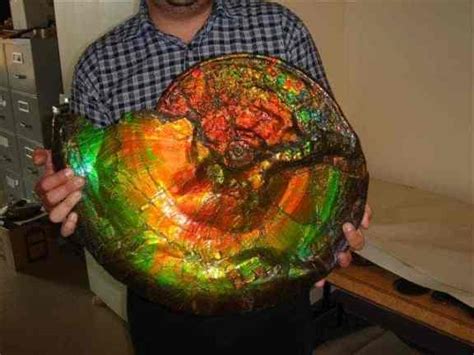 Fossilfriday Gigantic Opalized Ammonite Fossil