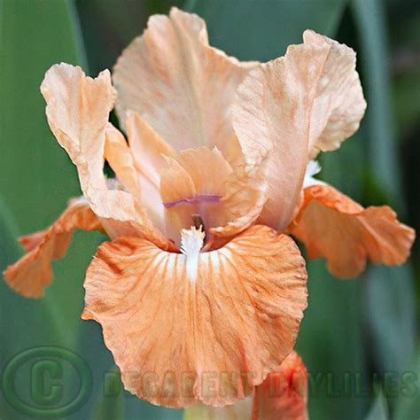 Dwarf Iris Scion Decadent Daylilies Australia