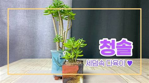 210720 다육스케치 L 세덤속 다육식물 소개 L 청솔 L 금송 L 팔천대 L 이천시민다육 L 다육이 키우는 방법 L Succulent Plants L 다육이 키우기