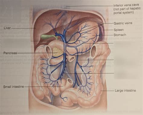 Abdominal Veins Diagram Diagram Quizlet