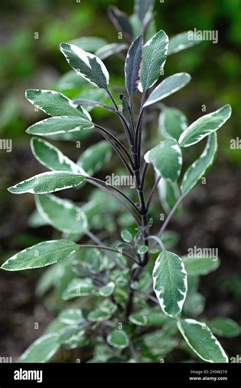 Garden Sage Plant Salvia Officinalis Closeup Vertical Crop Stock