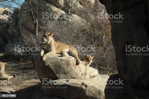 사자와 두 혜택과 같은 방향으로 찾고 있습니다 라이온 스 심각 하 게 보고 하지 뭔가입니다 3 사자 바위에 앉아입니다 암 사자 태양 휴식에 바위에 Lounging 가을에
