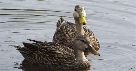 Duck Migration Patterns Not Up To Them