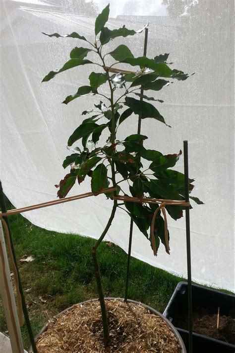 Genetic Dwarf Avocado Tree Dwarf Hybrid Avocado Tree Holiday