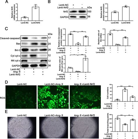 Upregulation Of Nrf2 Inhibited Ang Ii Induced Apoptosis And Dysfunction