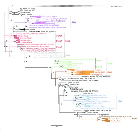 randomized axelerated maximum likelihood raxml tree of the gbp