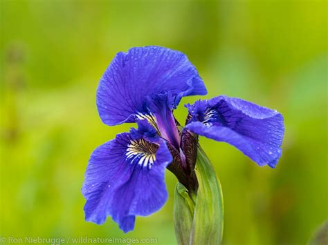 Wild Iris Photos By Ron Niebrugge
