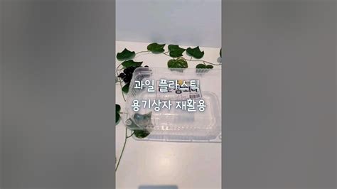 과일 포장 플라스틱 통 포장재 재활용 업사이클링 제로웨이스트 실천 제로웨이스트 Shorts Youtube
