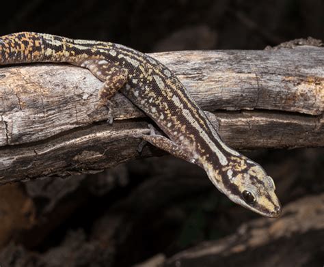 Governments Threatened Species Experts Confirm Very Serious And