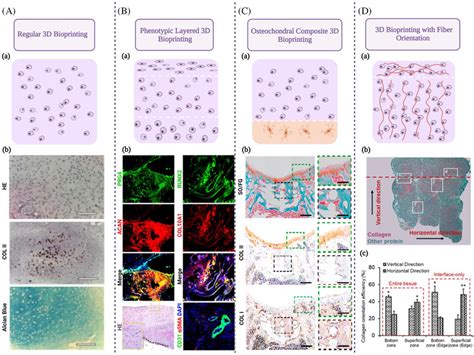 Diversified Design In Constructs A Regular 3d Bioprinting A Download Scientific Diagram
