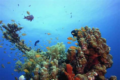 Tabarca Excursion Snorkeling From Santa Pola