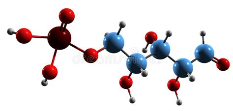 Pathway Intermediate Stock Illustrations 600 Pathway Intermediate