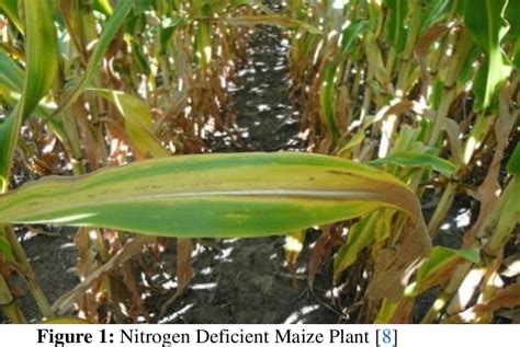 Figure 1 From Classification Of Nitrogen Deficiency For Maize Plants