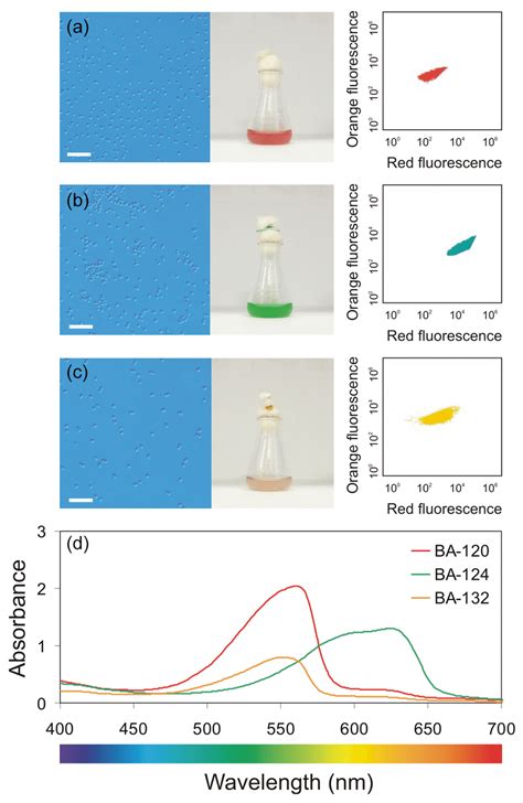 Left Side Top Panel A B C Light Microscope Photographs Of Three