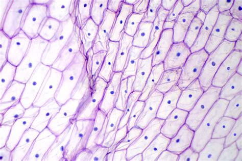 Huid Onder De Microscoop Stock Foto Image Of Patroon 29133658