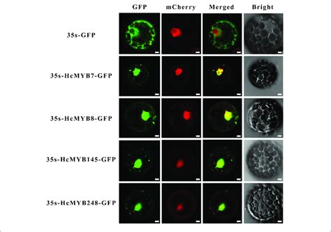 Nuclear Localization Of Hcmyb78145248 Proteins In Arabidopsis Download Scientific Diagram