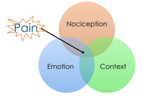 Pain models/ mechanisms Flashcards | Quizlet